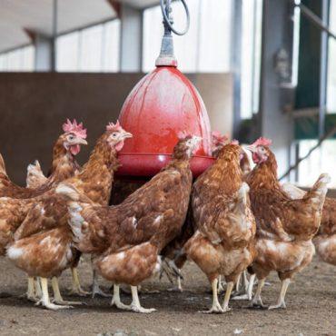 Sustainable Feeding Practices: How to Reduce Costs and Increase Farm ...